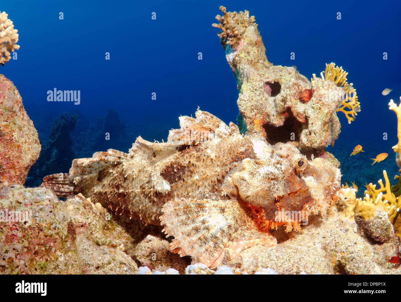 Small red scorpion fish hi-res stock photography and images - Alamy