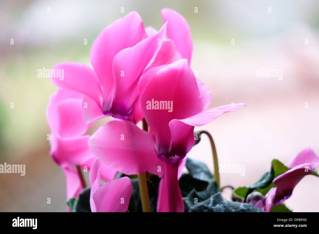 Cyclamen persicum pot hi-res stock photography and images - Alamy