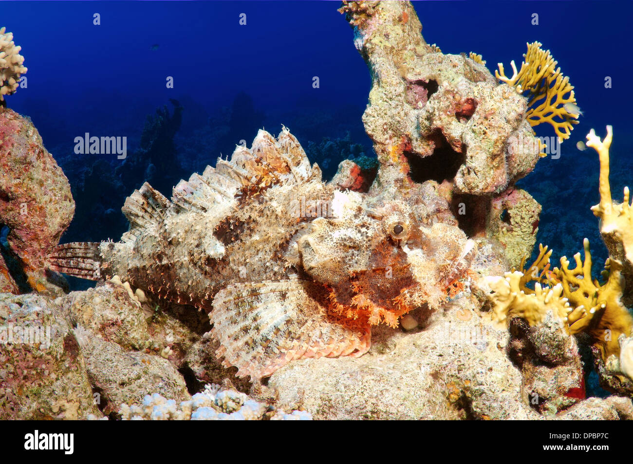 Tassled scorpionfish (Scorpaenopsis oxycephala), Red sea, Egypt, Africa ...