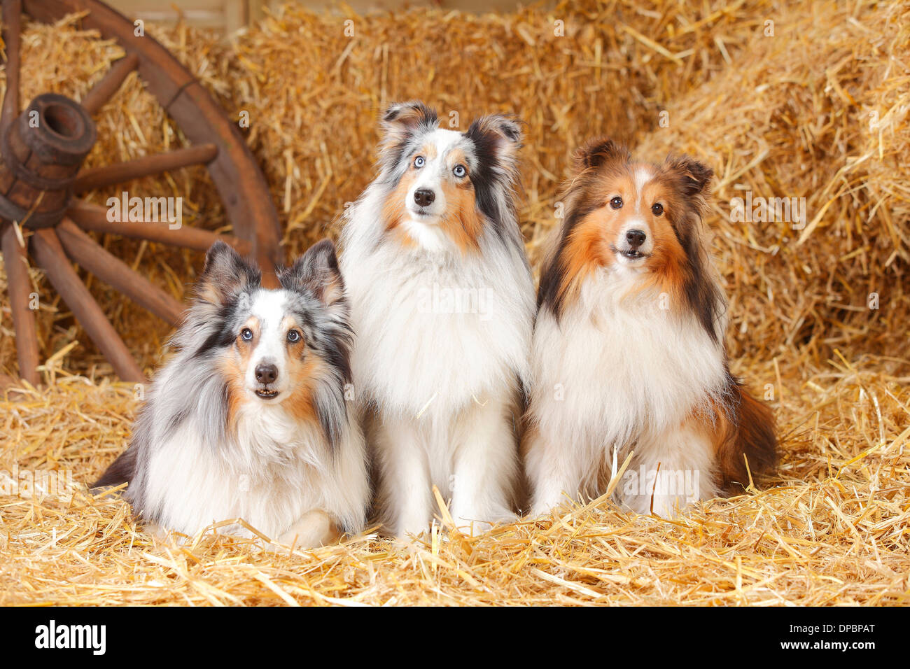 Three blue-merle Shelties, Shetland Sheepdogs in hay Stock Photo - Alamy