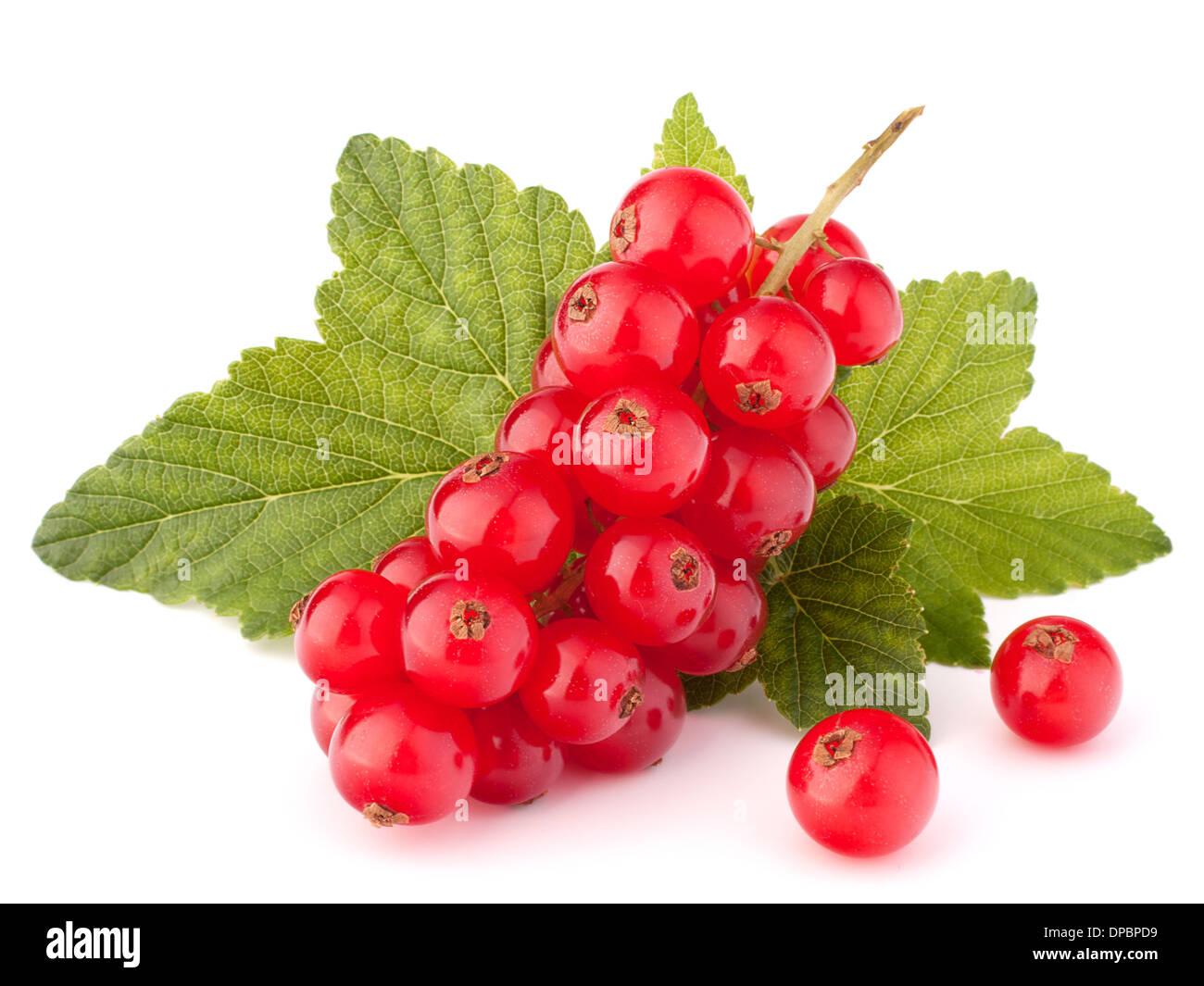 Red currants and green leaves still life isolated on white background ...