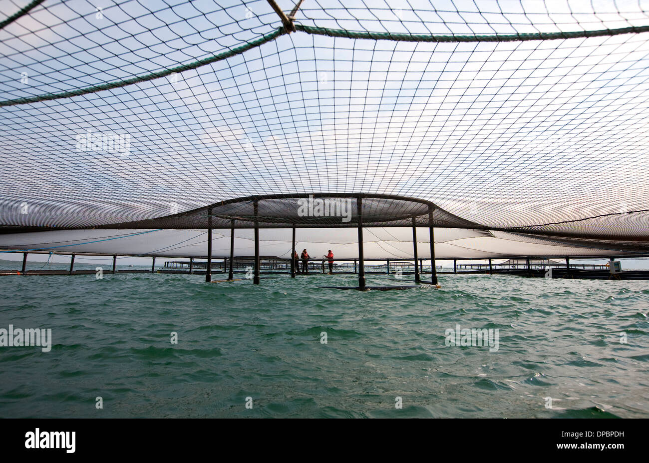 Halibut Fish Farm, Isle of Gigha, Scotland Stock Photo - Alamy