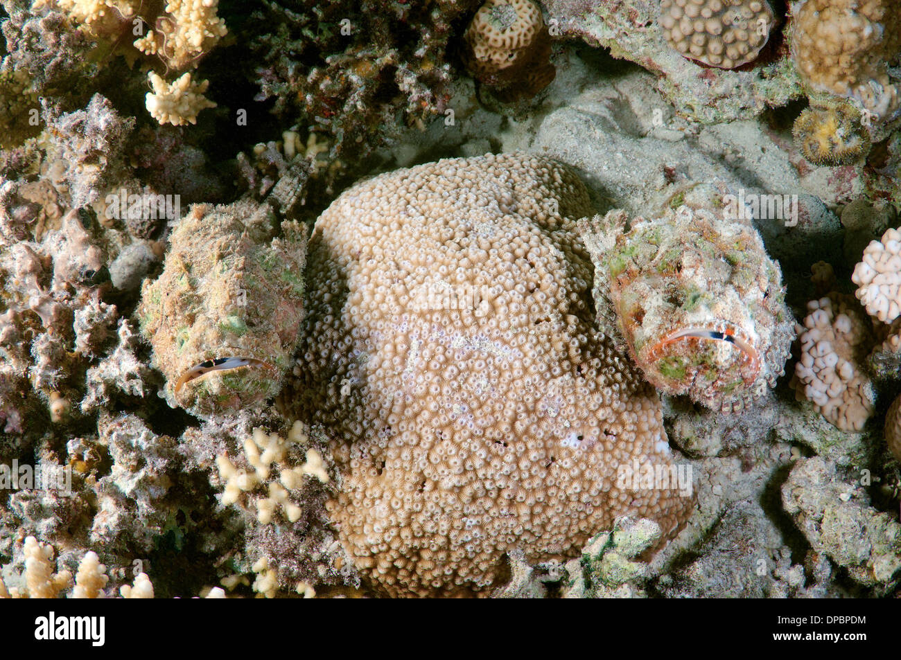 Two False stonefish or Devil scorpionfish (Scorpaenopsis diabolus) Red ...