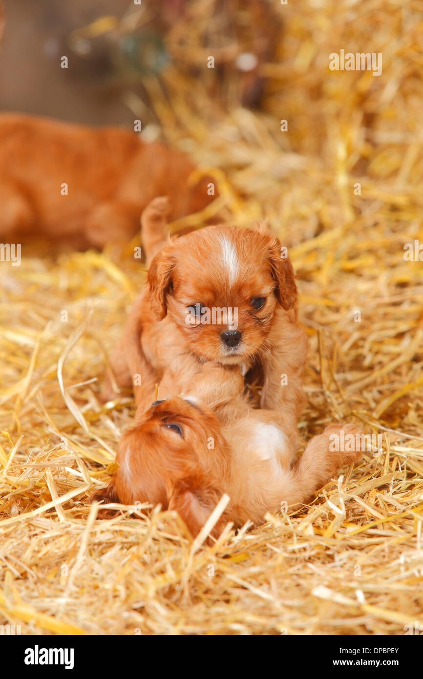 Two Cavalier King Charles spaniel puppies playing at hay Stock Photo ...
