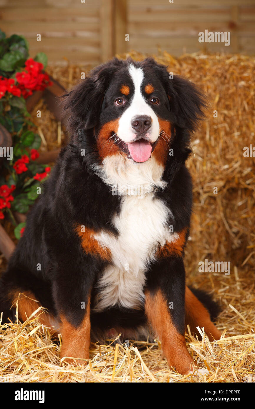 Bernese cattle dog hi-res stock photography and images - Alamy