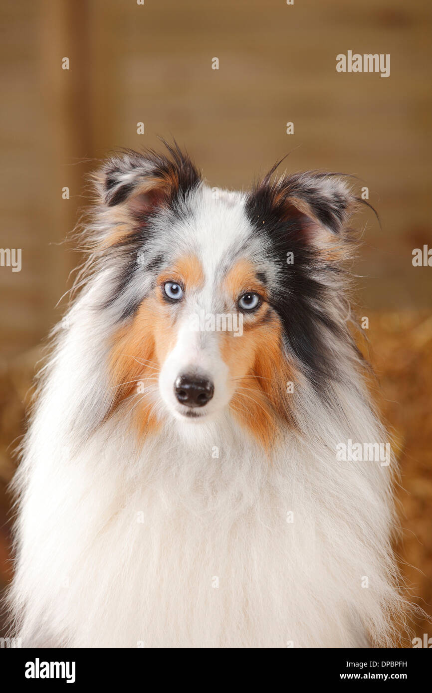 Portrait of blue merle sheltie hi-res stock photography and images - Alamy