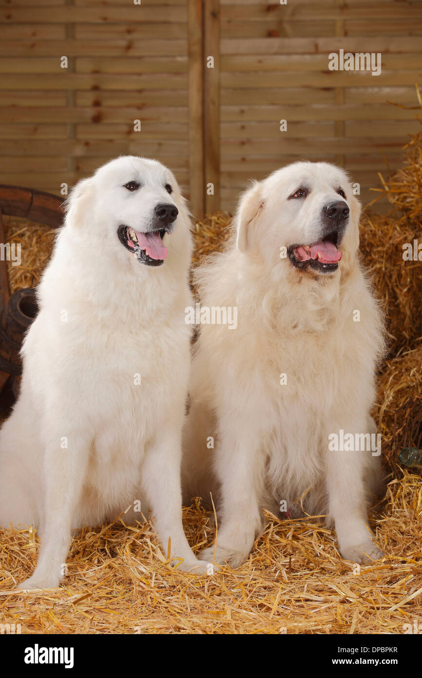 Is A Male Or Female Great Pyrenees Better