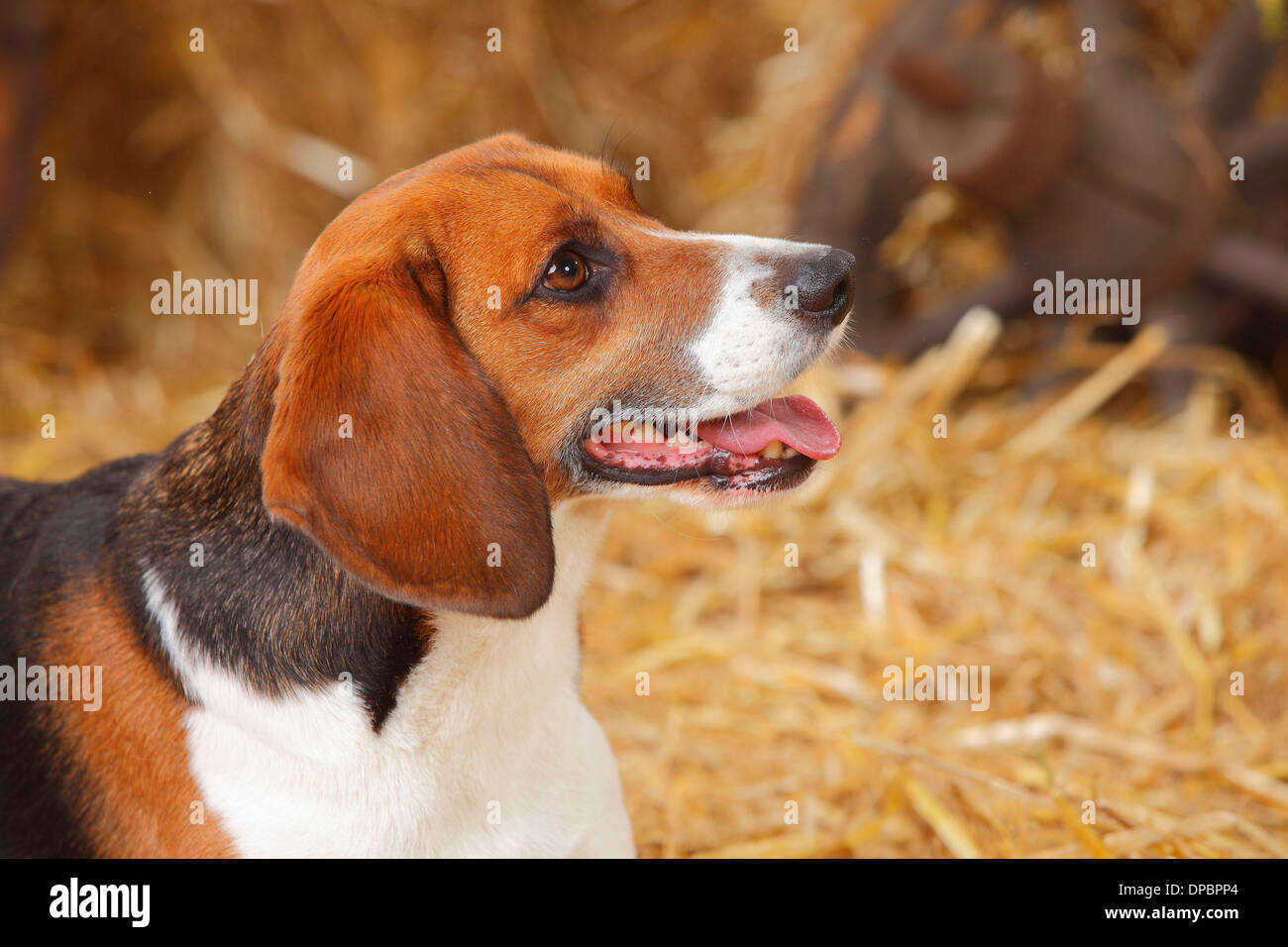 Side view beagle head hi-res stock photography and images - Alamy