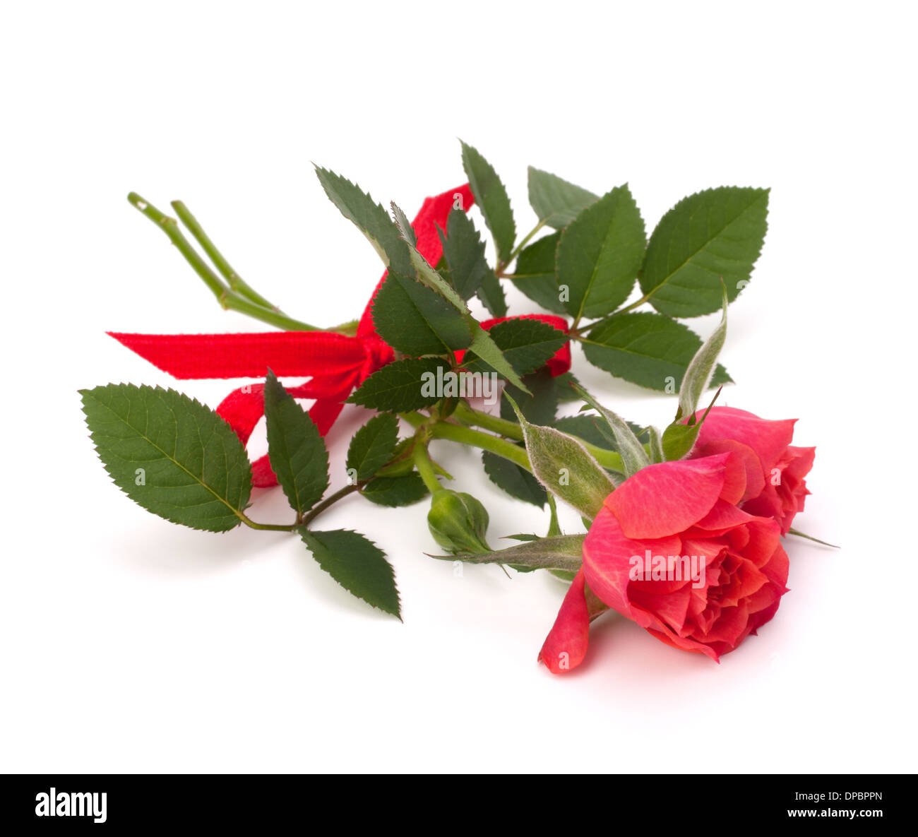 Beautiful rose pair isolated on white background Stock Photo - Alamy