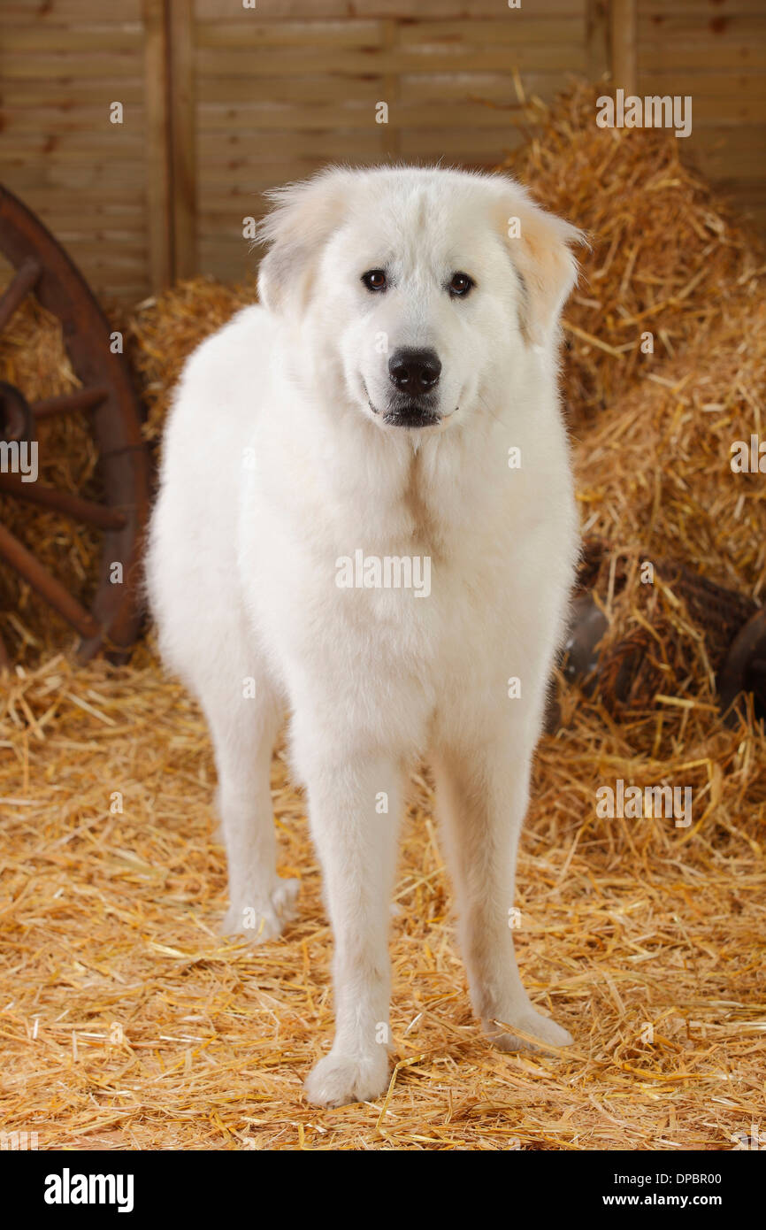 Pyrenean mountain dog hi-res stock photography and images - Alamy