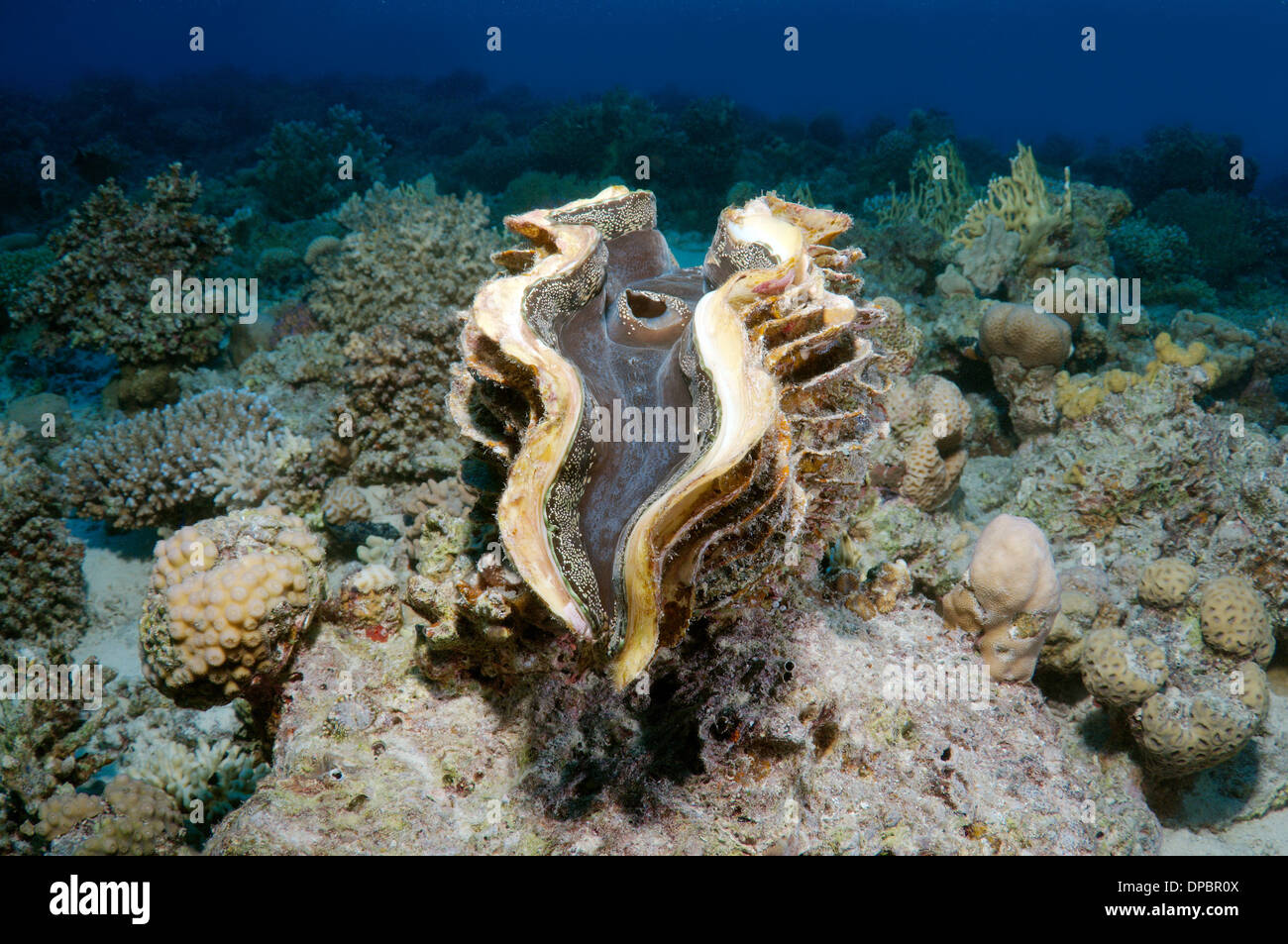 Giant Clam Shell Stock Photos & Giant Clam Shell Stock Images - Alamy