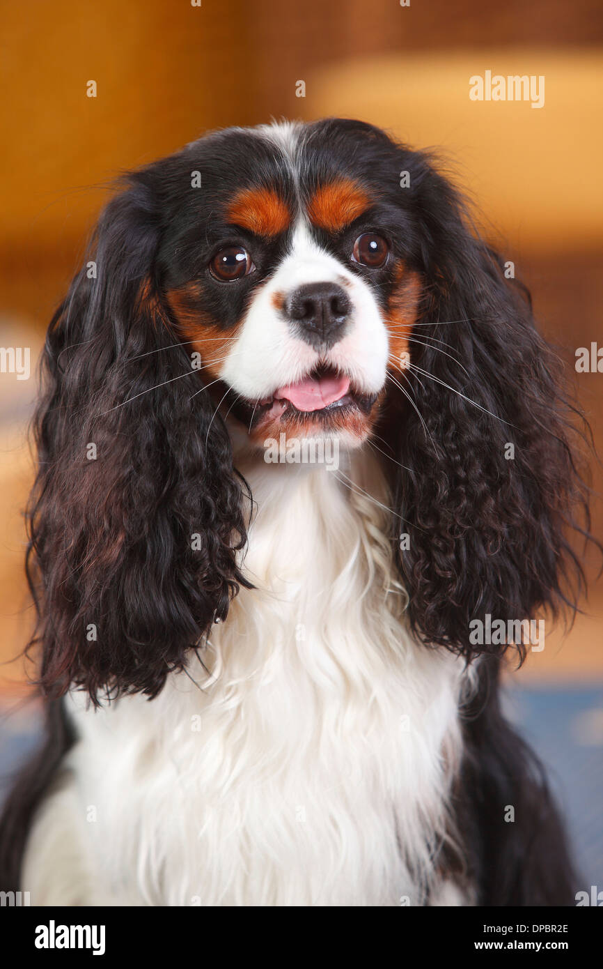 Portrait of Cavalier King Charles spaniel Stock Photo - Alamy