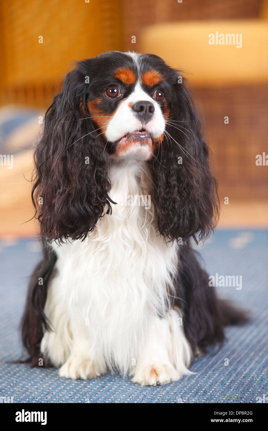 Cavalier King Charles spaniel sitting on a carpet Stock Photo - Alamy