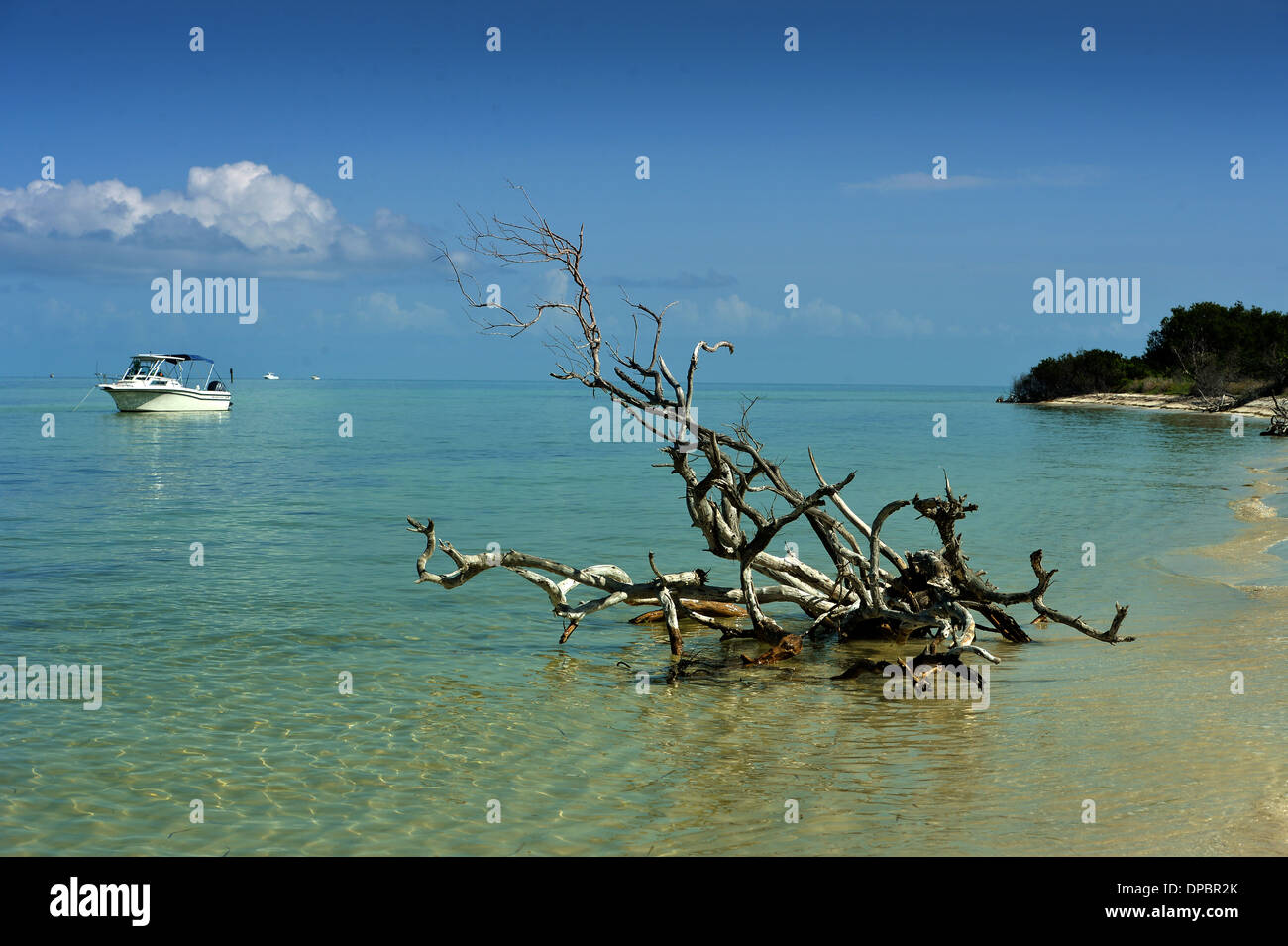 Tropical shallow water with motor boat and drift wood tree at the beach ...