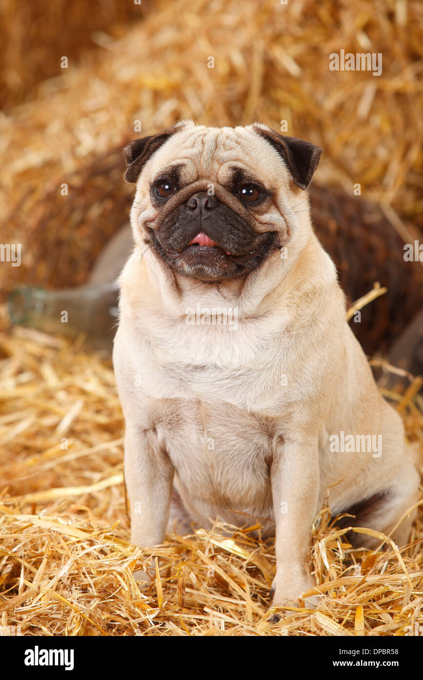 Pug sitting at hay Stock Photo - Alamy