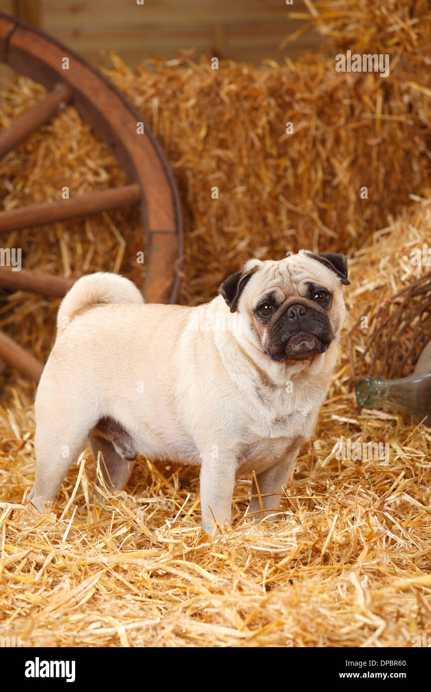 Standing pug portrait hi-res stock photography and images - Alamy