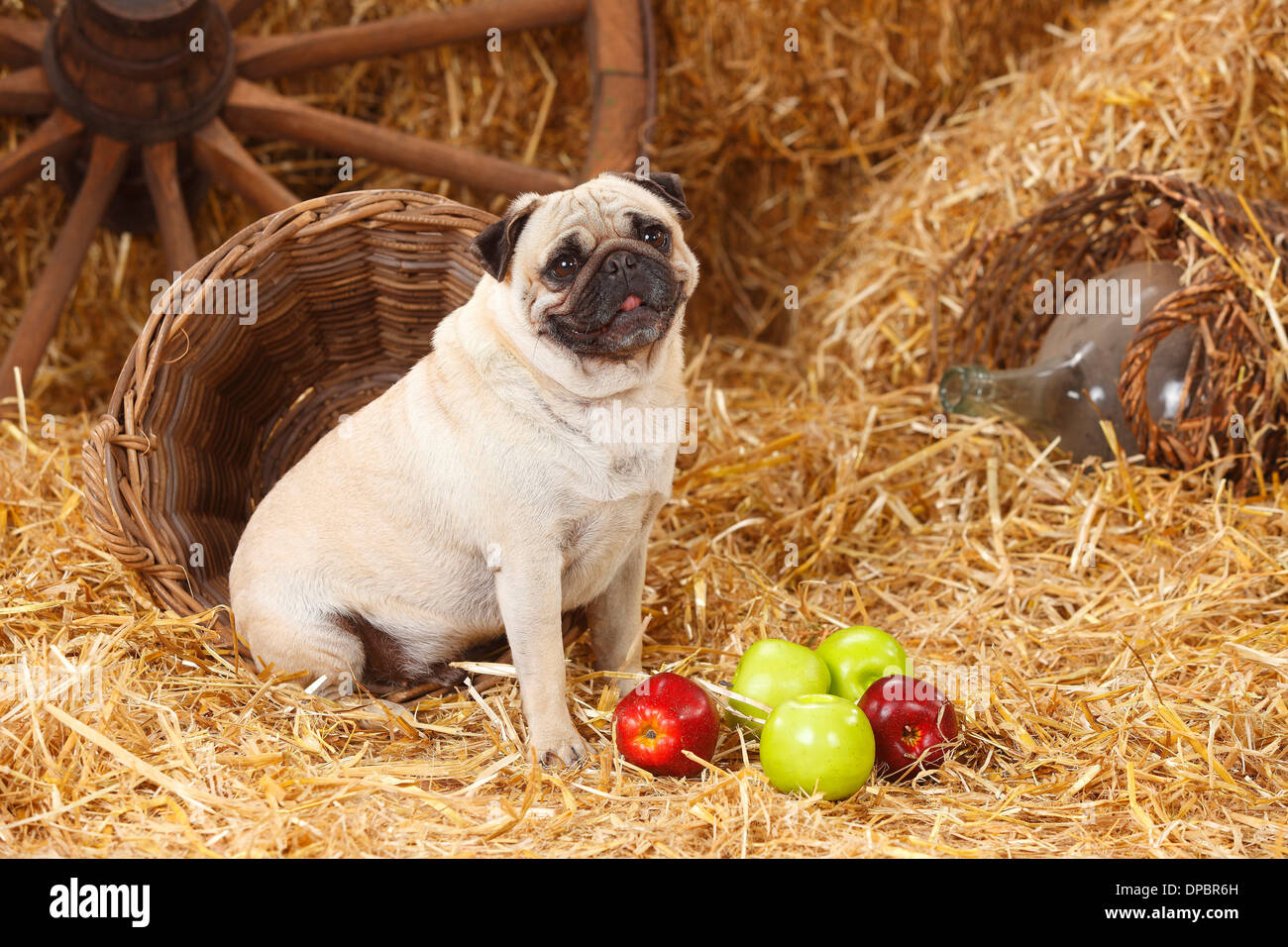 Pug sitting at hay Stock Photo - Alamy