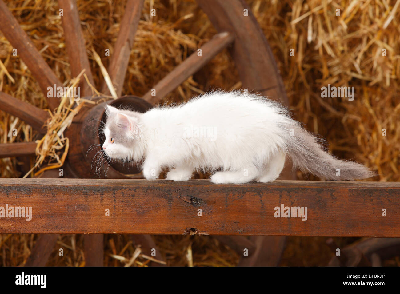 British Longhair, kitten, creeping up on a wooden slat in a barn Stock ...