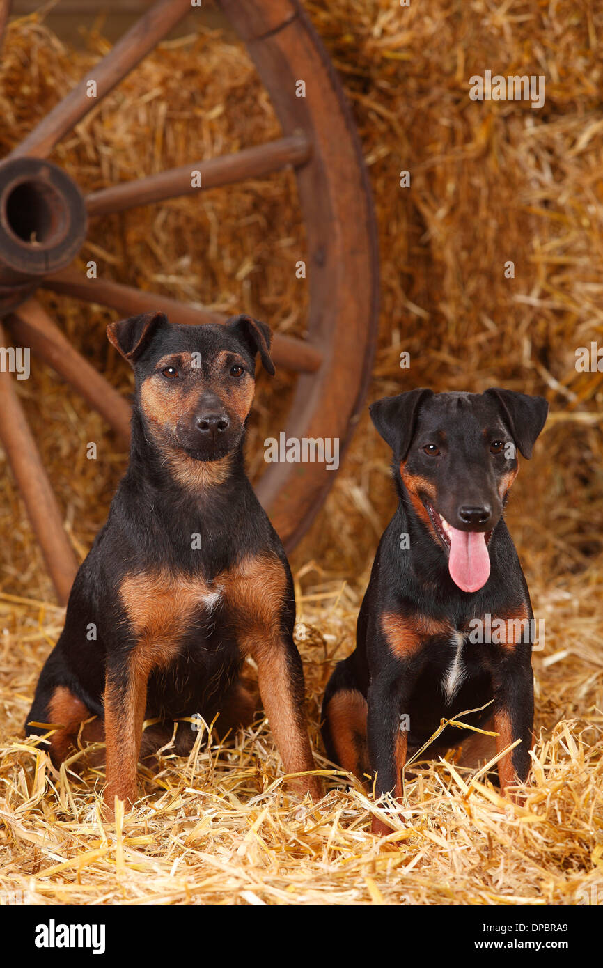 Two German Hunting Terriers sitting at hay Stock Photo - Alamy