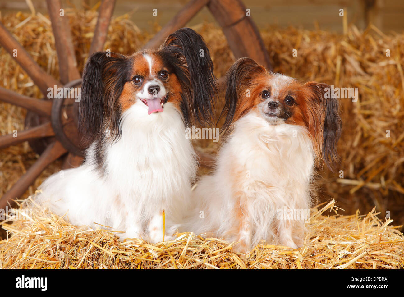Papillons hi-res stock photography and images - Alamy