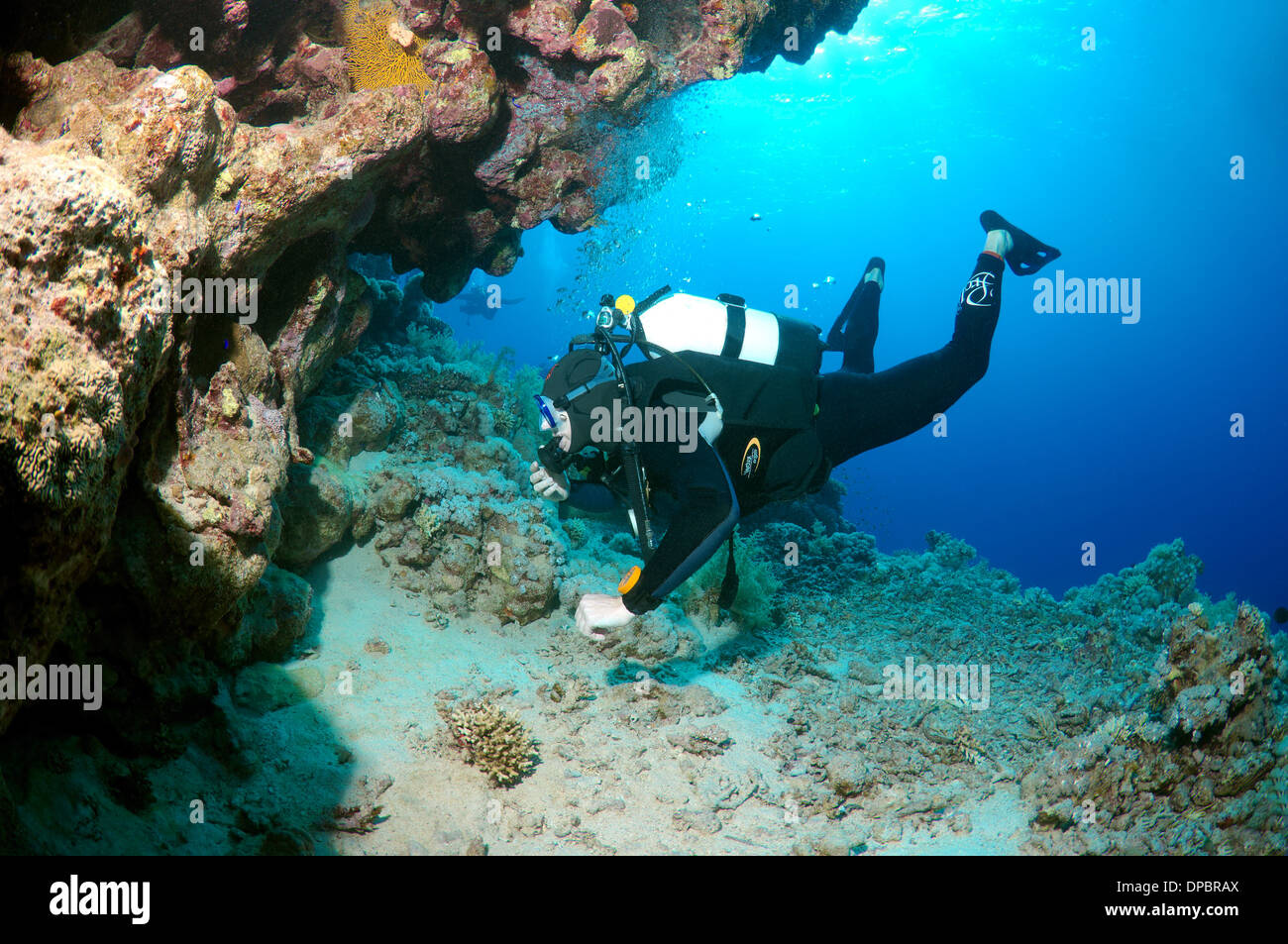Diver looking at coral reef . Ras Muhammad National Park, Sinai ...