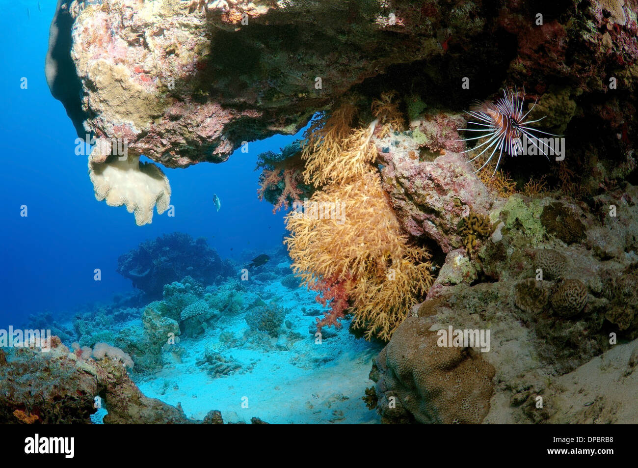 coral reef in Ras Muhammad National Park, Sinai Peninsula, Sharm el ...