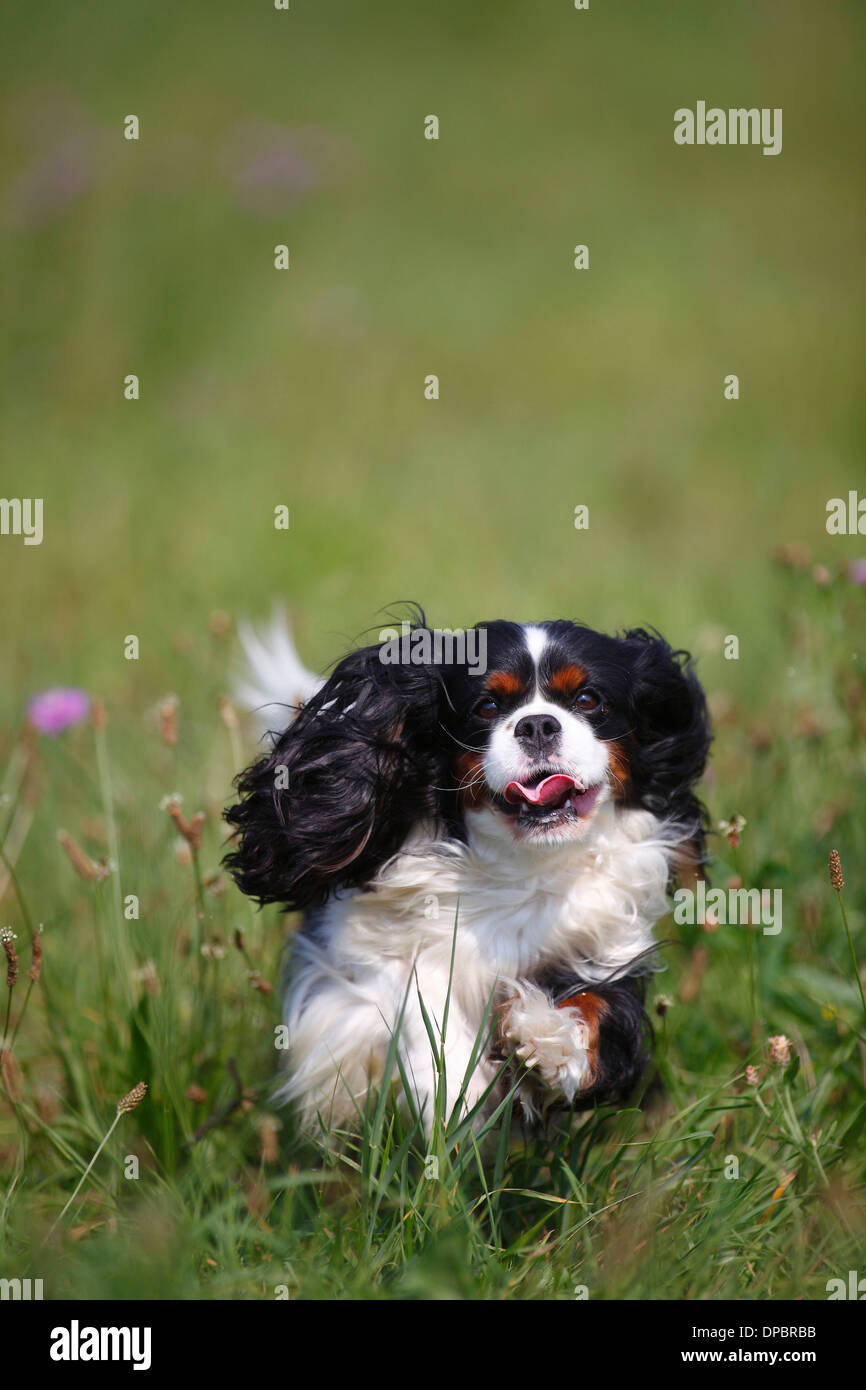 Cavalier King Charles spaniel running in a meadow Stock Photo - Alamy