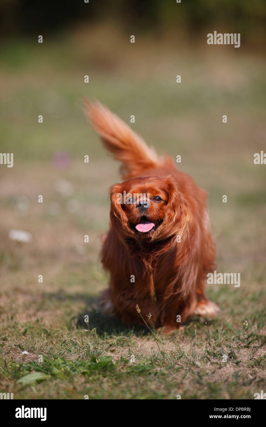 Running cavalier king charles spaniel hi-res stock photography and ...