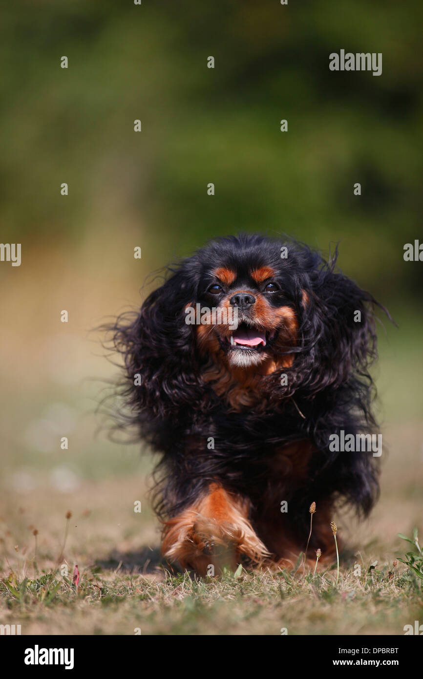 Cavalier king charles spaniel running hi-res stock photography and ...
