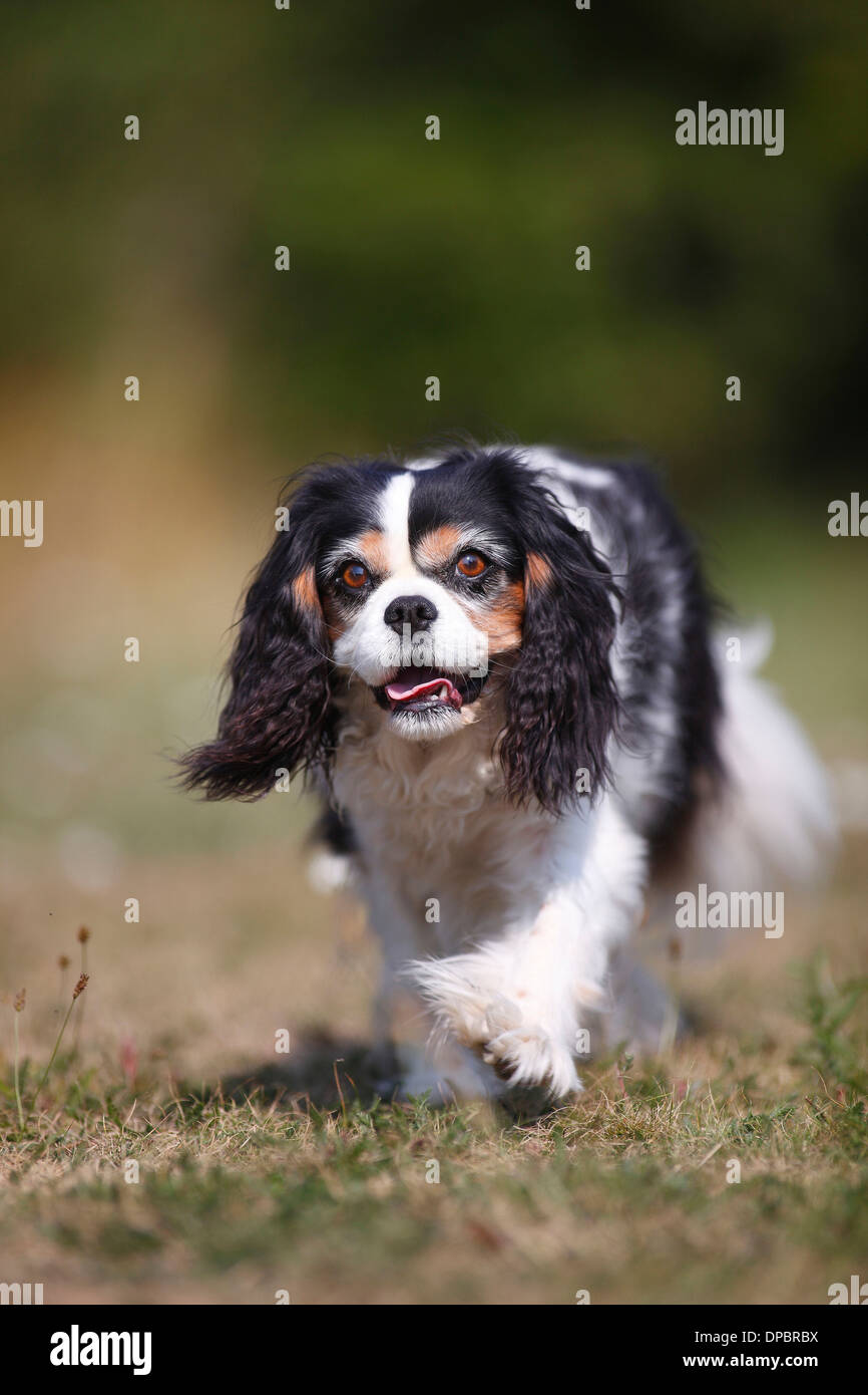 Cavalier King Charles spaniel running in a meadow Stock Photo - Alamy