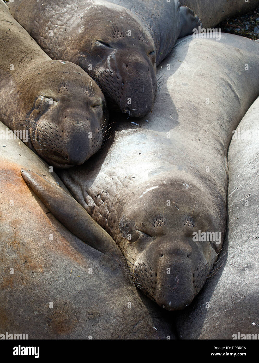 Elephant huddle hi-res stock photography and images - Alamy
