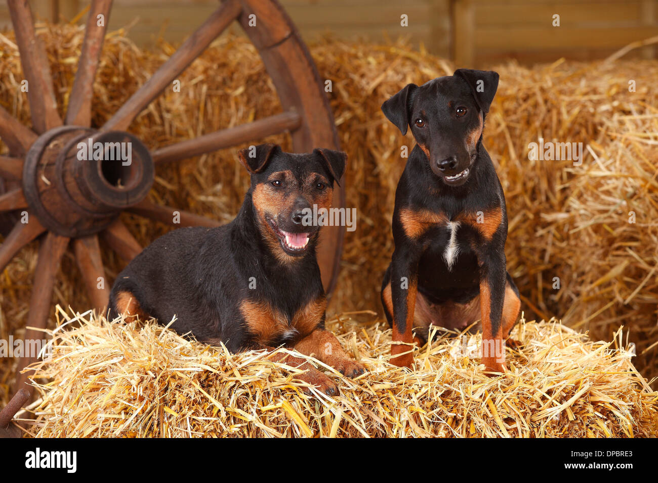 Two German Hunting Terriers at hay Stock Photo - Alamy