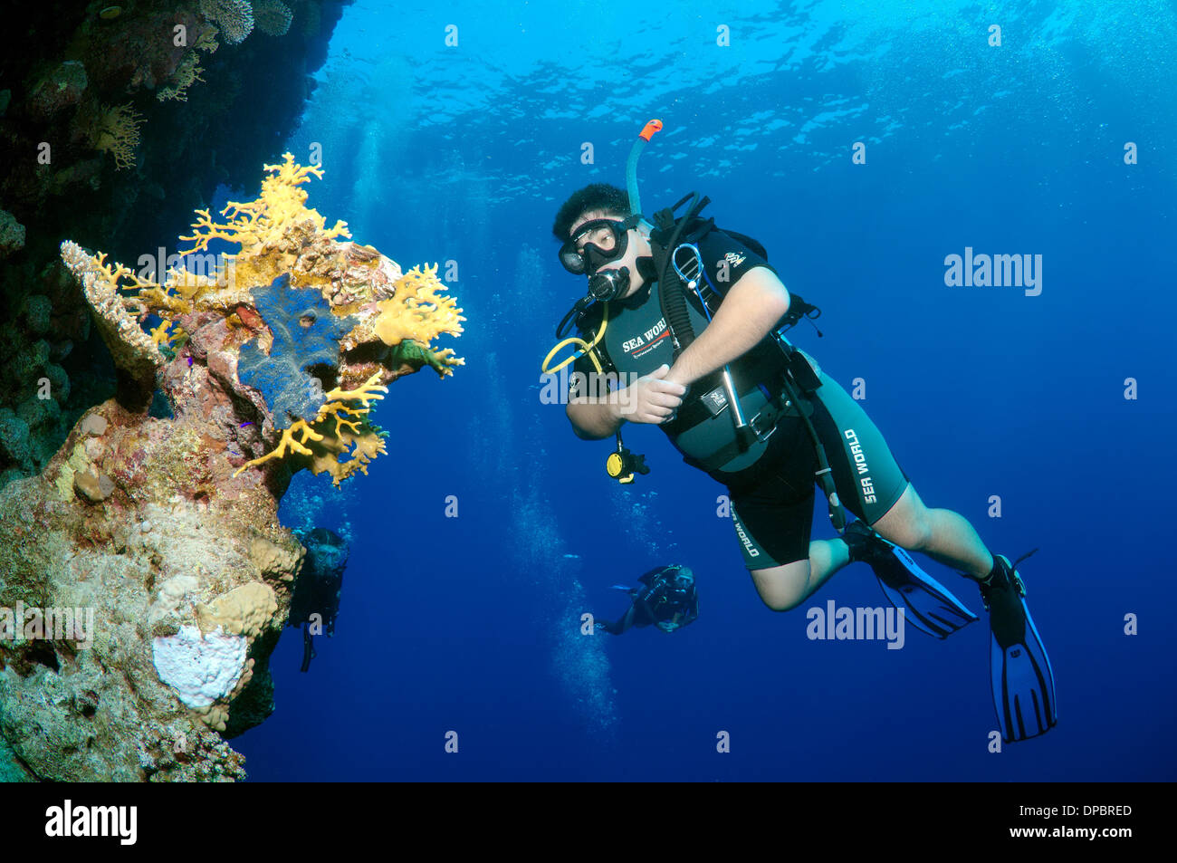 Diver looking at coral reef . Ras Muhammad National Park, Sinai ...