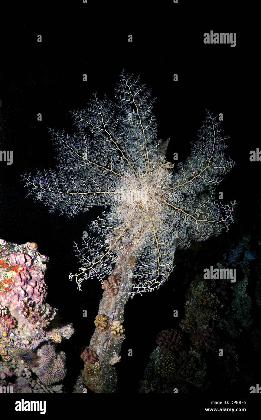 Naked Basket Star, or Cream basket star (Astroboa nuda) night diving ...