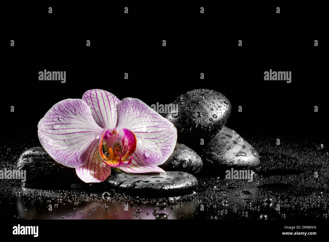 Orchid flower with zen stones on black background Stock Photo - Alamy