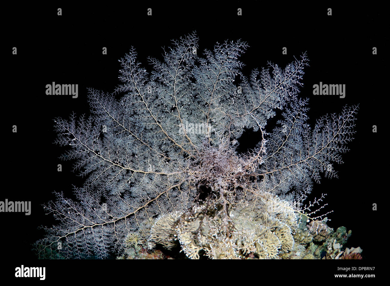 Naked Basket Star, or Cream basket star (Astroboa nuda) night diving ...