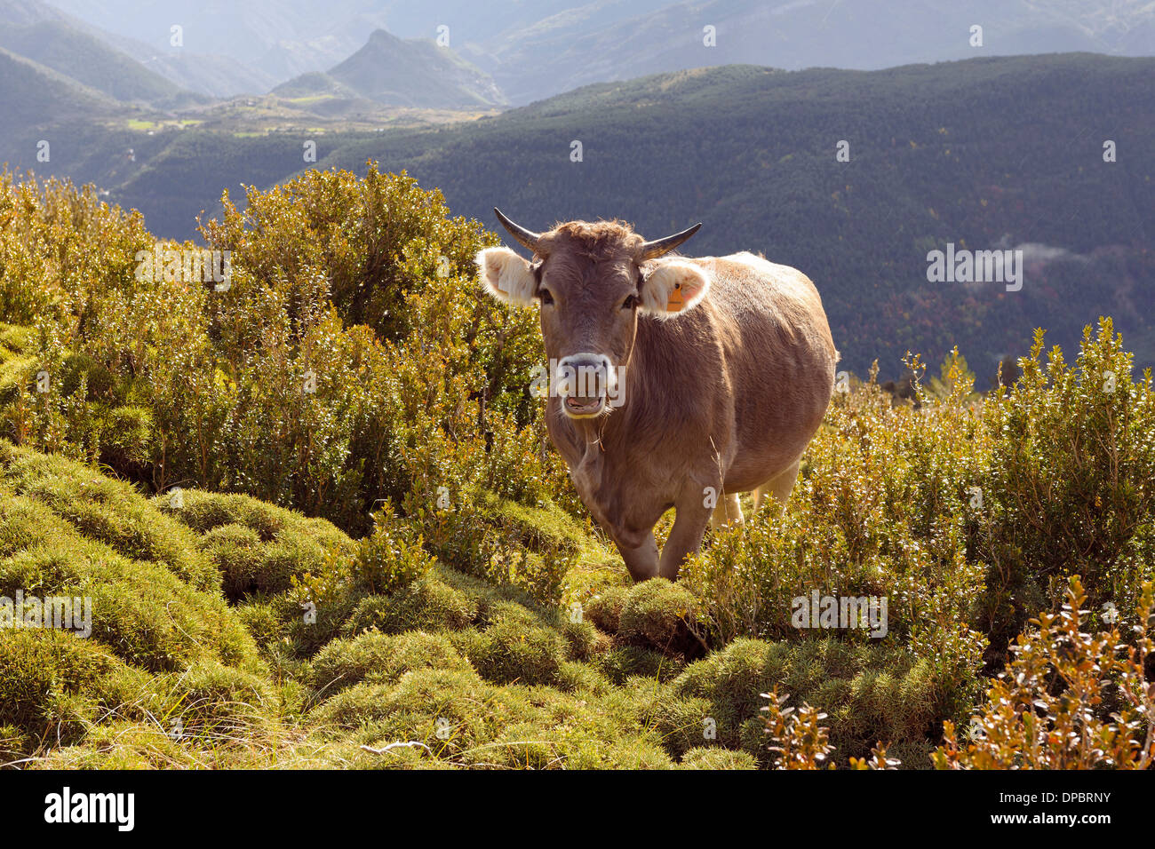 Spain, Pyrenees, Ordesa y Monte Perdido National Park, Cow near Nerin ...