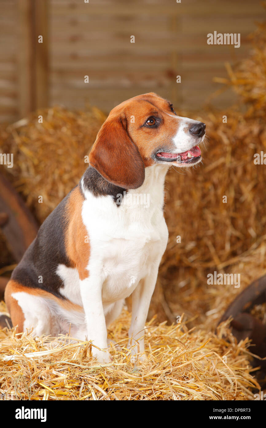 Beagle profile hi-res stock photography and images - Alamy