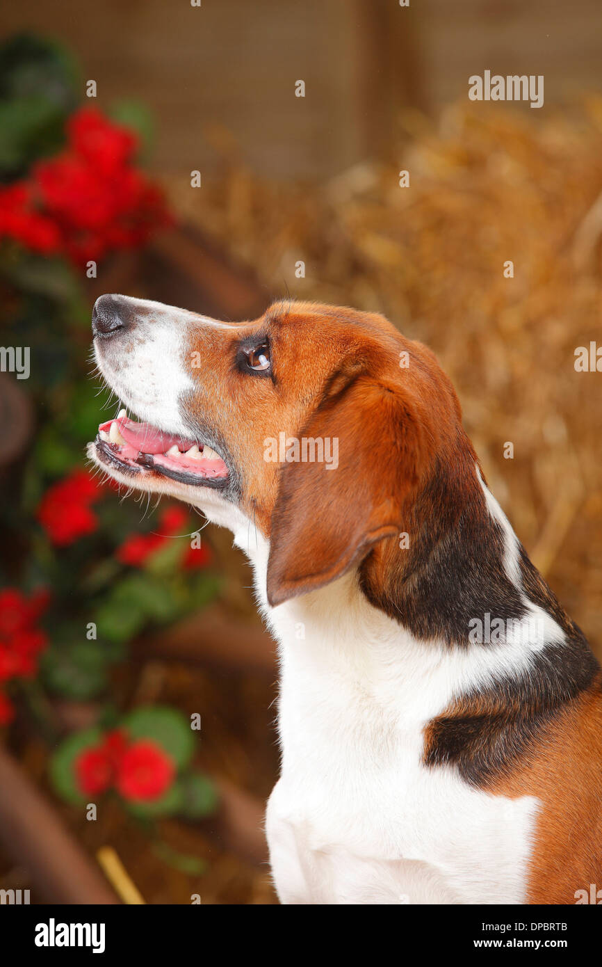 Portrait of beagle, close-up Stock Photo - Alamy