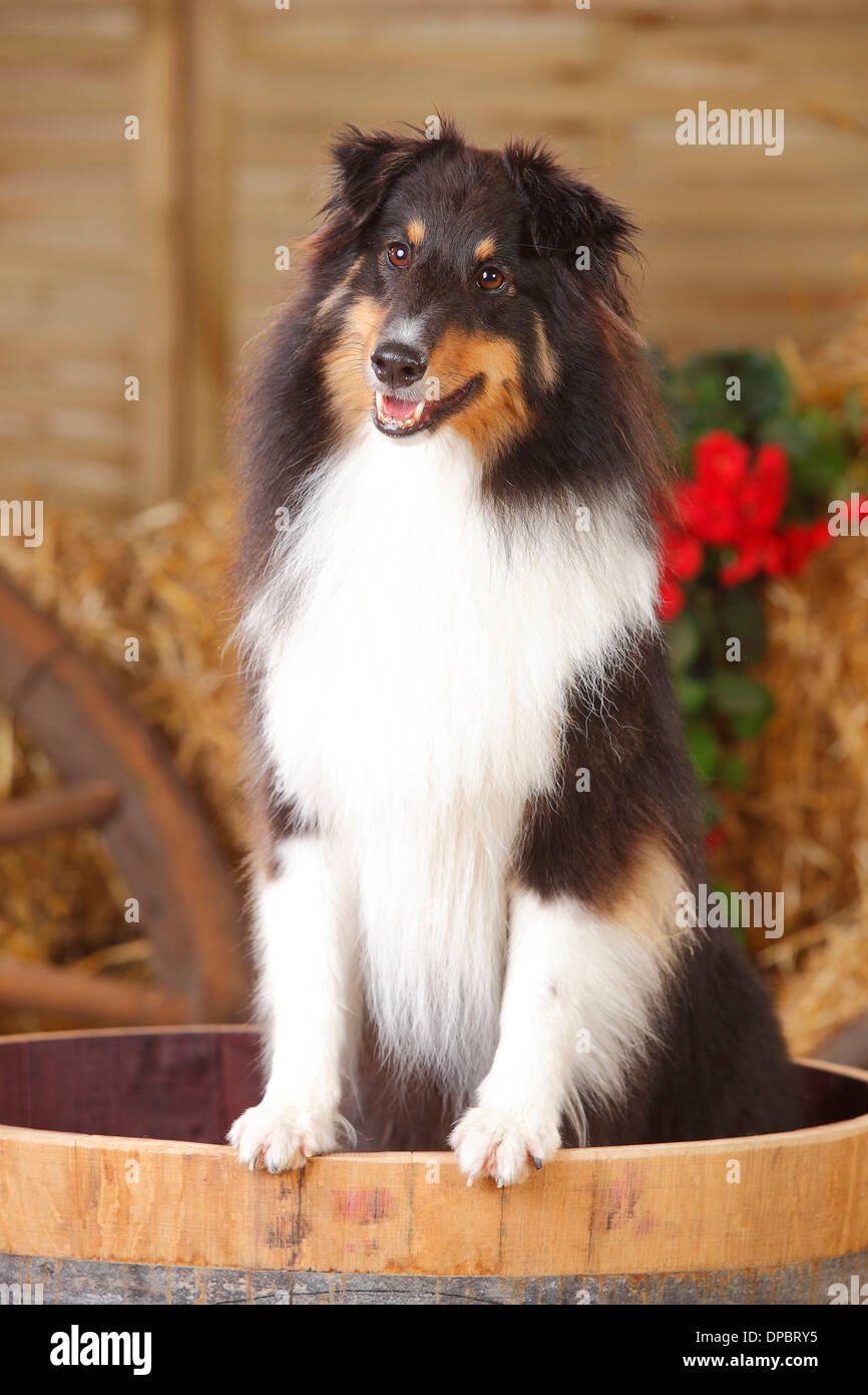 Sheltie, Shetland Sheepdog standing in a tub Stock Photo - Alamy