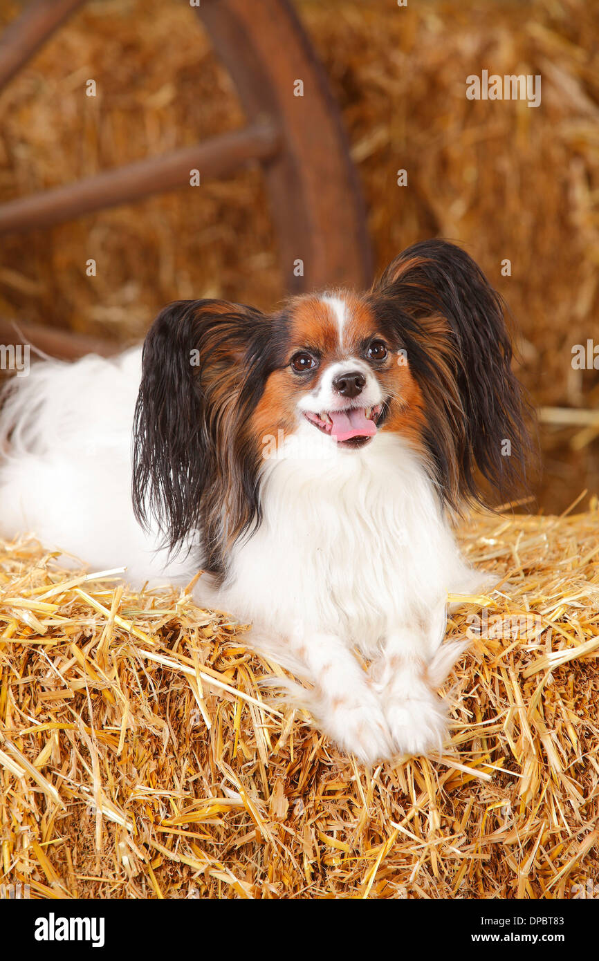 Papillon lying on bale of straw Stock Photo - Alamy