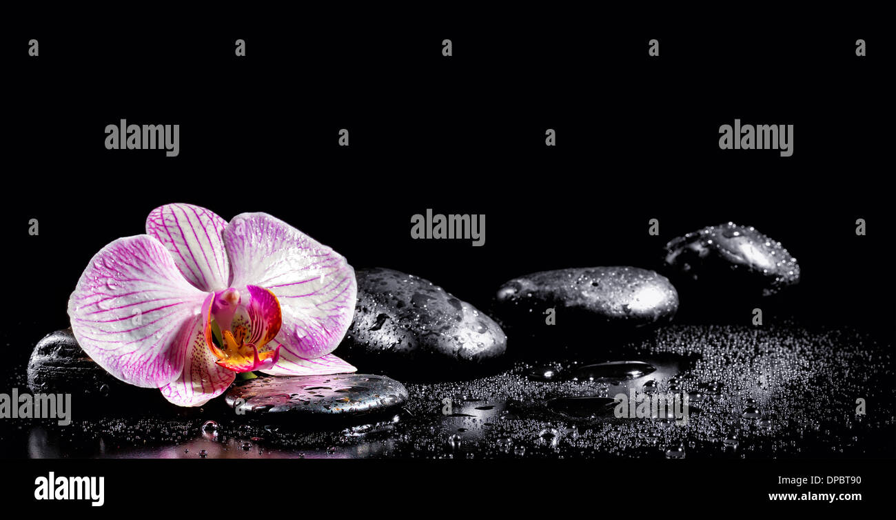 Orchid flower with zen stones on black background Stock Photo - Alamy