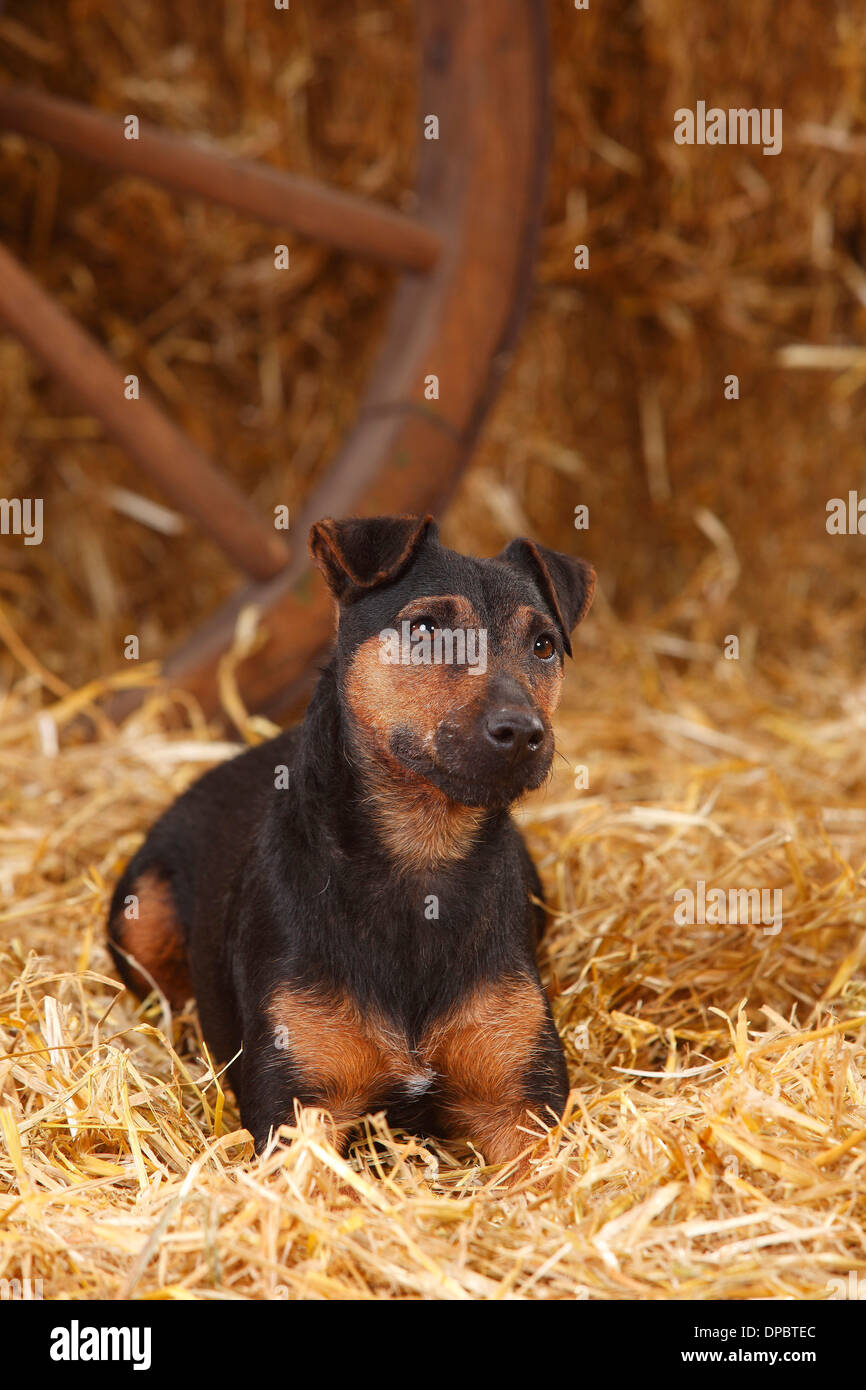 German Hunting Terrier lying at hay Stock Photo - Alamy