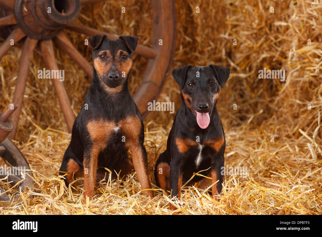 Hunting with terriers hi-res stock photography and images - Alamy