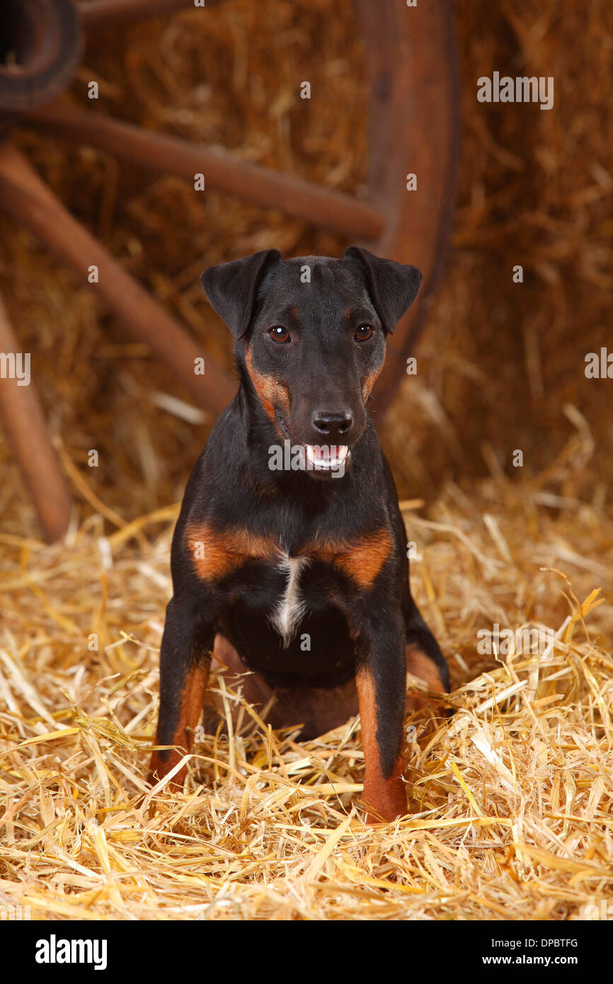 German terrier hi-res stock photography and images - Alamy