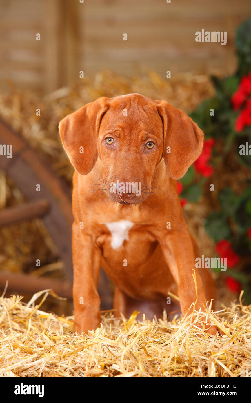 Black rhodesian ridgeback hi-res stock photography and images - Alamy