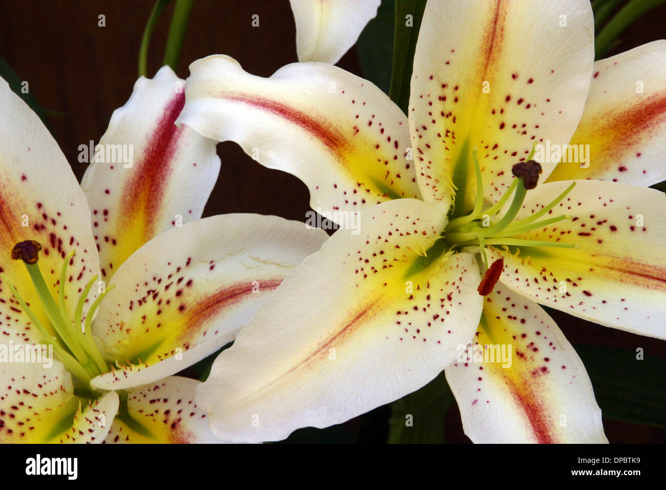 Floral detail hi-res stock photography and images - Alamy