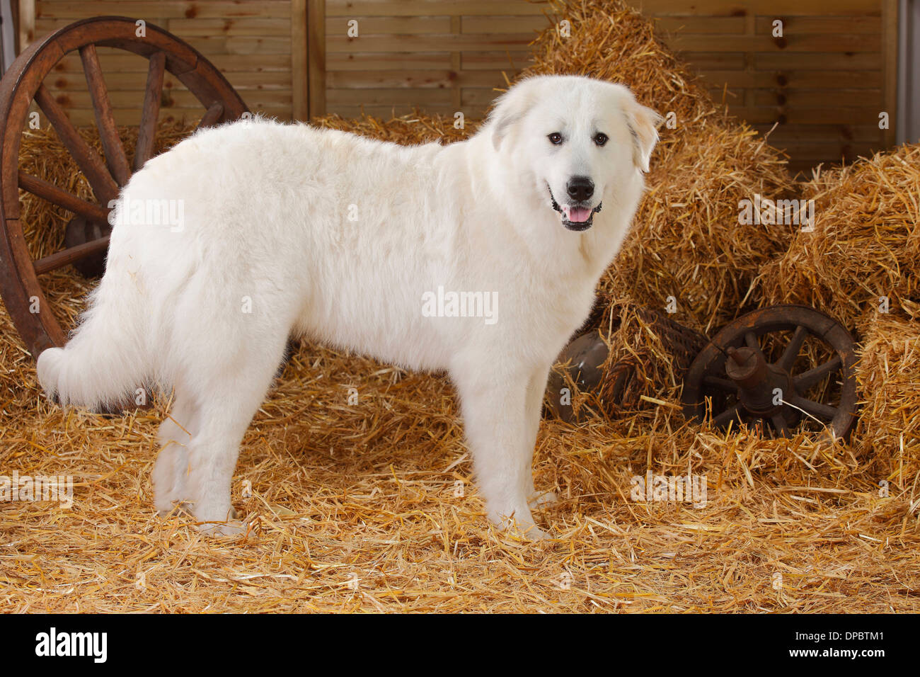 Pyrenean mountain dog hi-res stock photography and images - Alamy