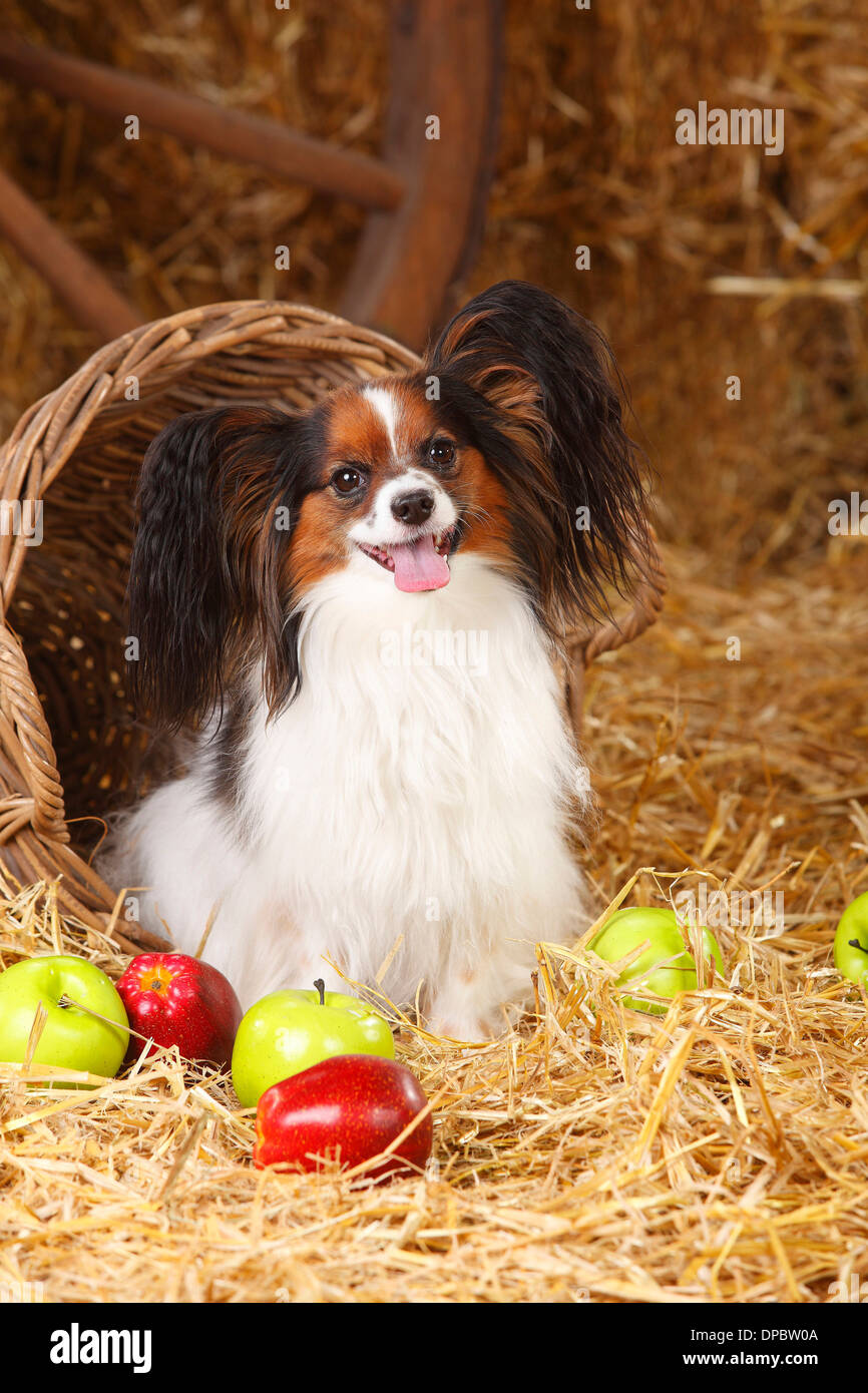 Female papillon hi-res stock photography and images - Alamy
