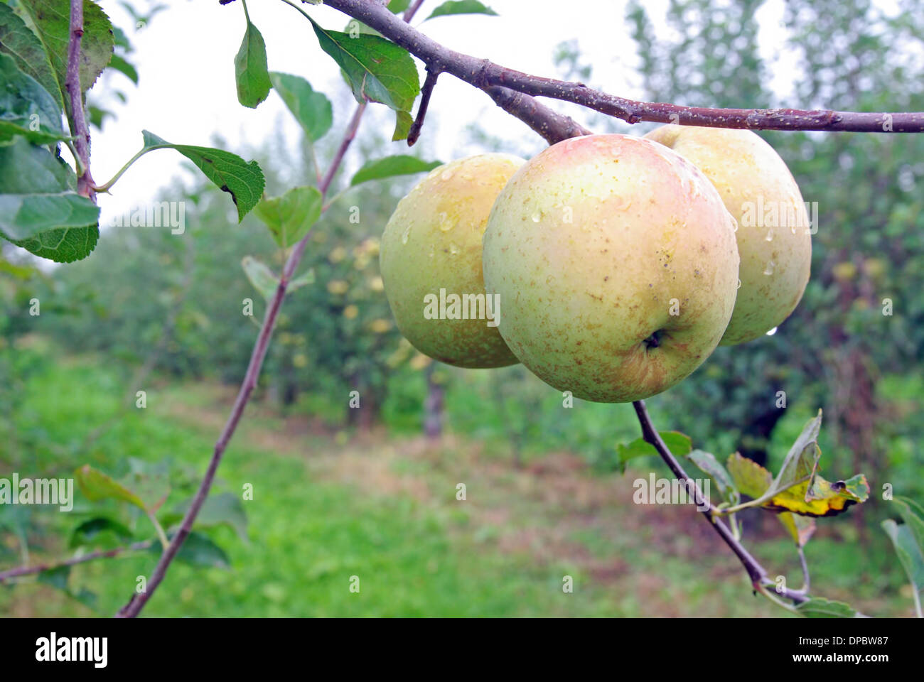 Yellow autumn apple tree hi-res stock photography and images - Alamy